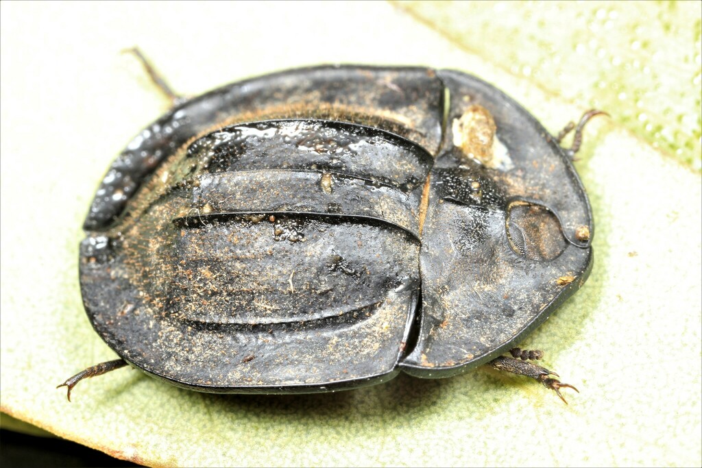 Transparent Pie-dish Beetle from Colignan VIC 3494, Australia on April ...