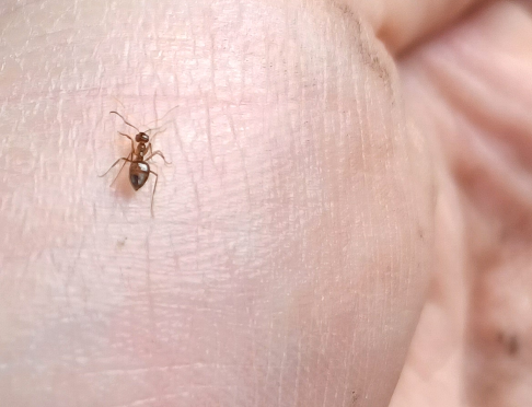 American Winter Ant from Corvallis, OR, USA on April 11, 2023 at 05:04 ...