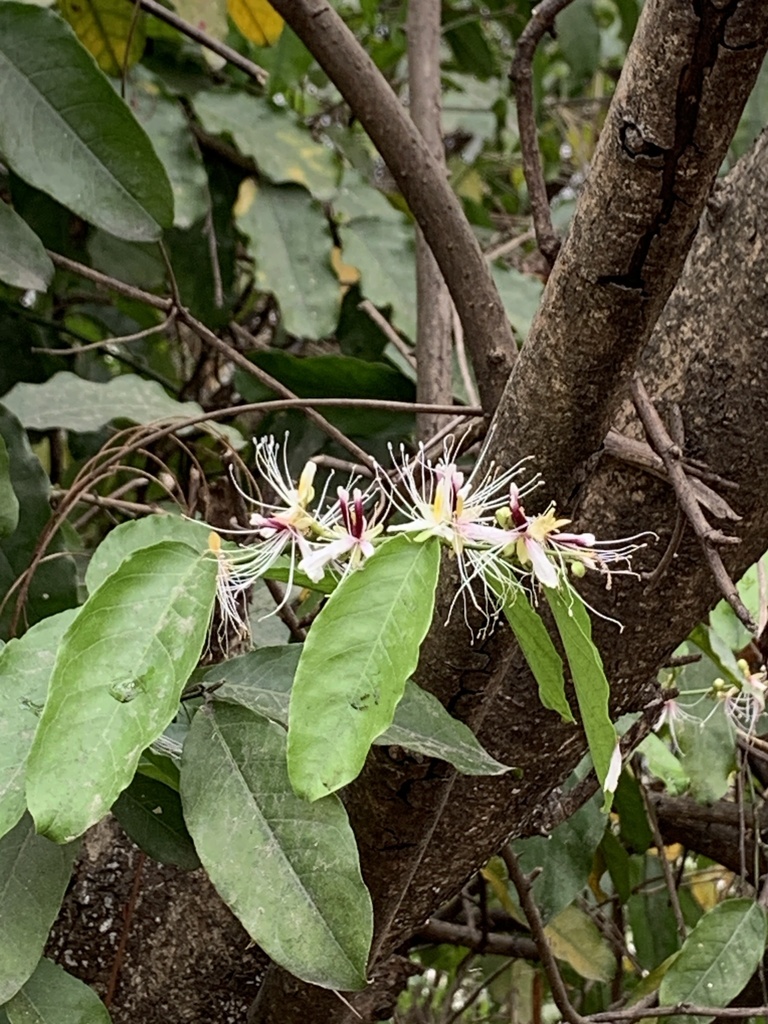 Capparis micracantha henryi from 勝利路, 左營區, TW on March 28, 2023 at 09: ...