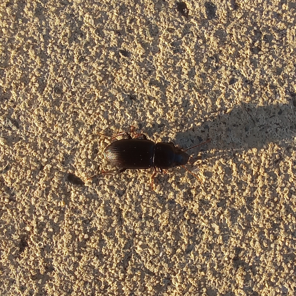 Ground Beetles from Raceview QLD 4305, Australia on April 12, 2023 at ...