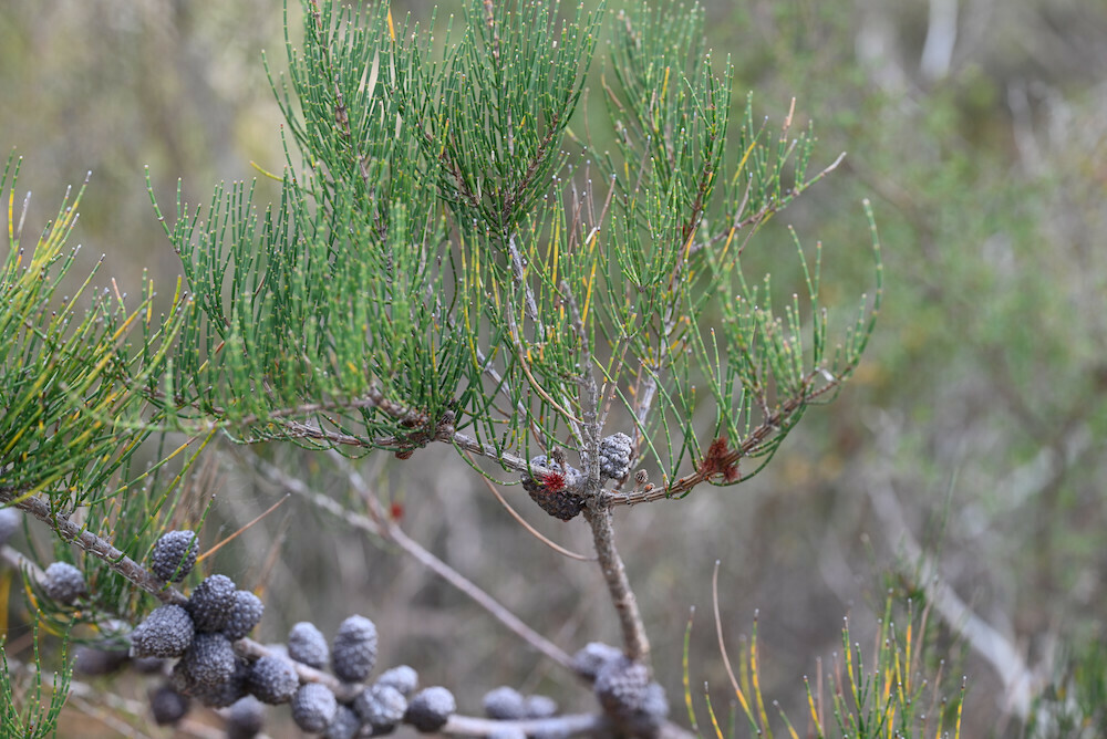 Black sheoak from Mornington Peninsula, VIC, Australia on April 10 ...