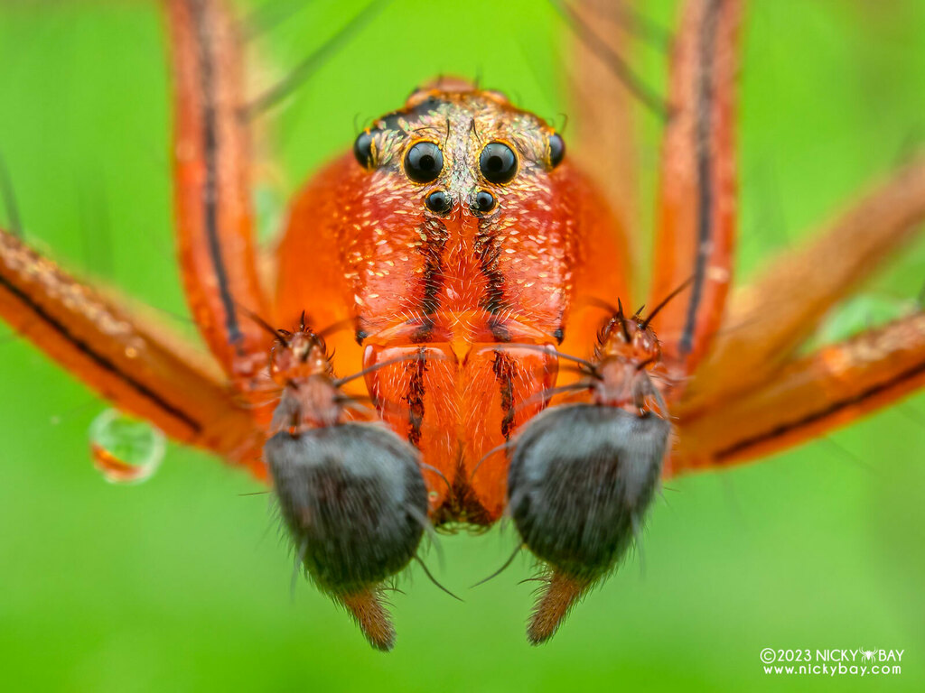 Grass lynx spiders from Chestnut Ave, Singapore on April 8, 2023 at 10: ...