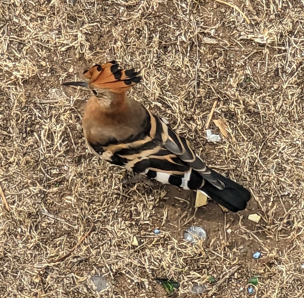 African Hoopoe from Port Elizabeth Central, Gqeberha, 6006, South ...