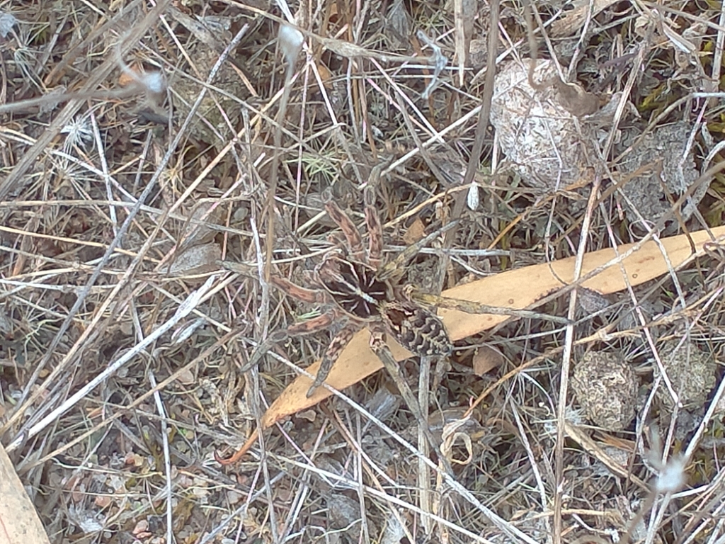 Banded Union-Jack Wolf Spider from Hindmarsh, AU-VI, AU on April 8 ...