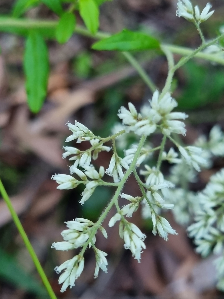Cassinia subtropica from Gheerulla QLD 4574, Australia on April 12 ...