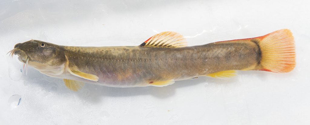 Homatula in April 2023 by Chekiangense Longpotamon · iNaturalist