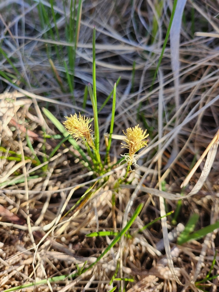 Pennsylvania sedge from Lehigh, IA 50557, USA on April 12, 2023 at 09: ...