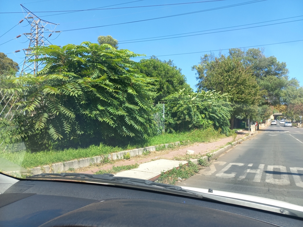 tree-of-heaven from Jan Smuts Ave & Wellington Rd, Parktown ...
