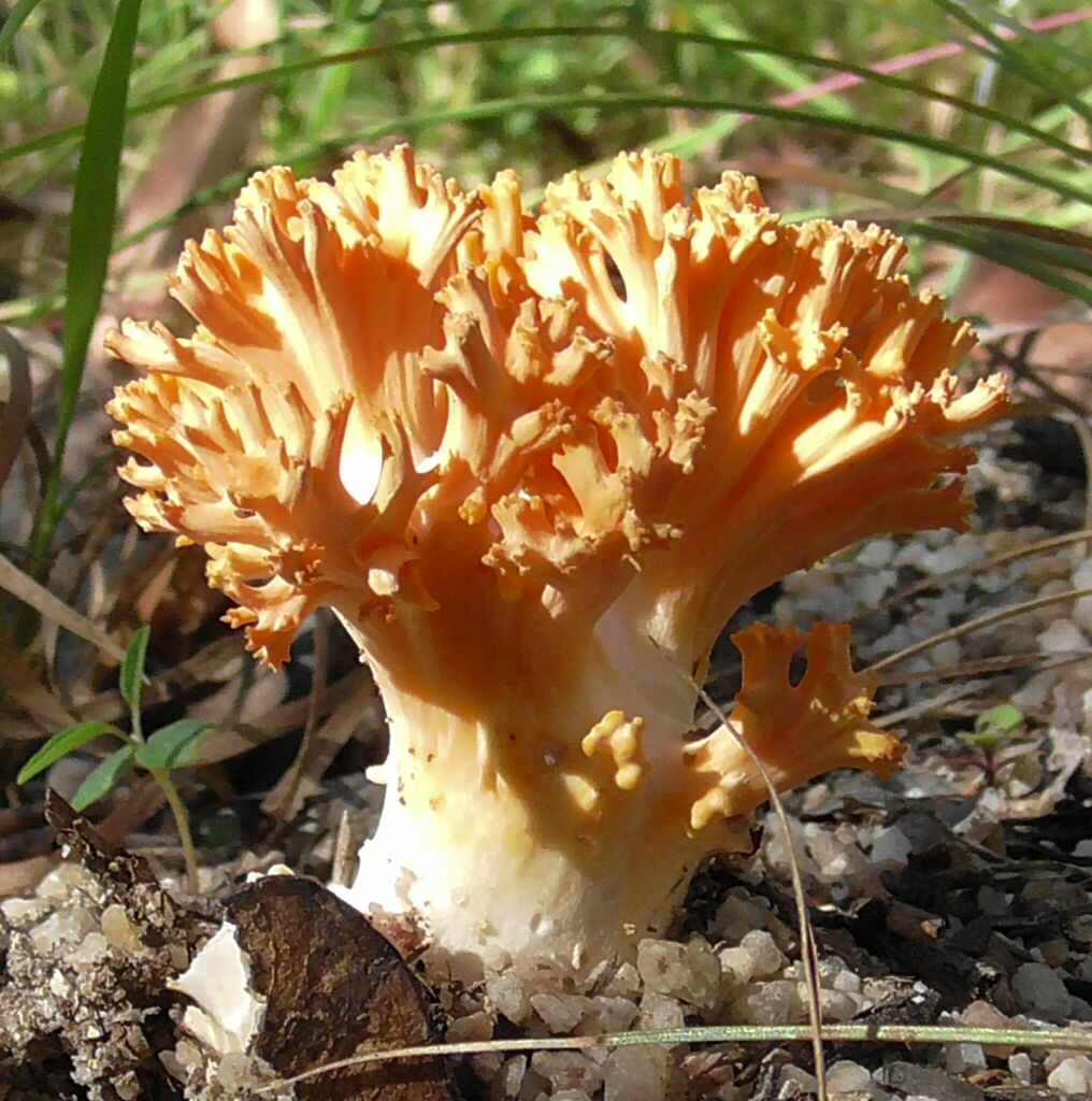 Coral Fungi from Watsonville QLD 4887, Australia on April 12, 2023 at ...