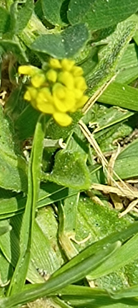 Black Medick from 56256 Méx., México on April 11, 2023 at 01:42 PM by ...