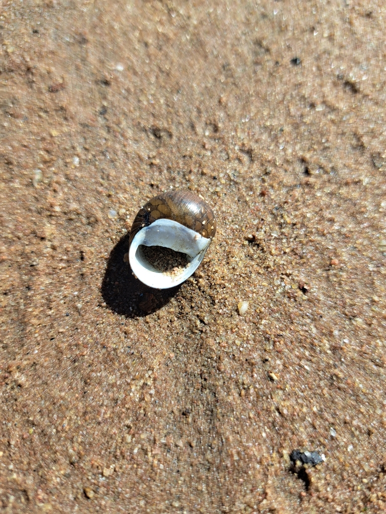 Gastropods from Amatikulu, 4493, South Africa on March 27, 2023 at 01: ...