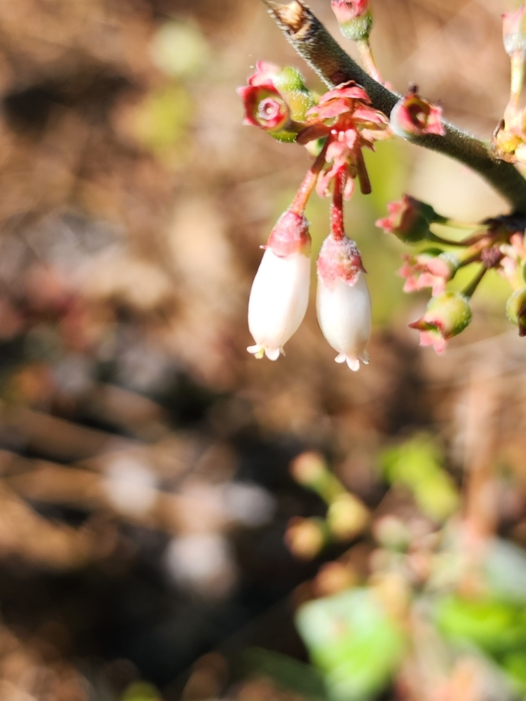 Southern Dwarf Blueberry in April 2023 by Benjamin Overlie · iNaturalist