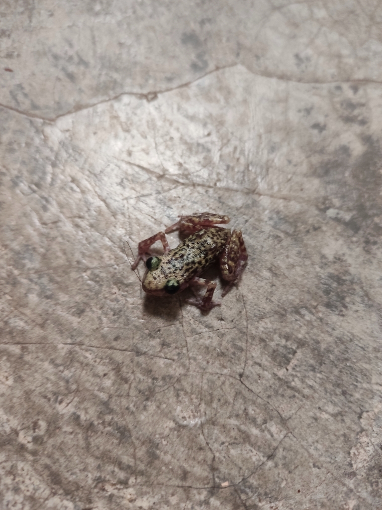 Spotted Chirping Frog from Neutla, Gto., Mexico on April 12, 2023 at 11 ...