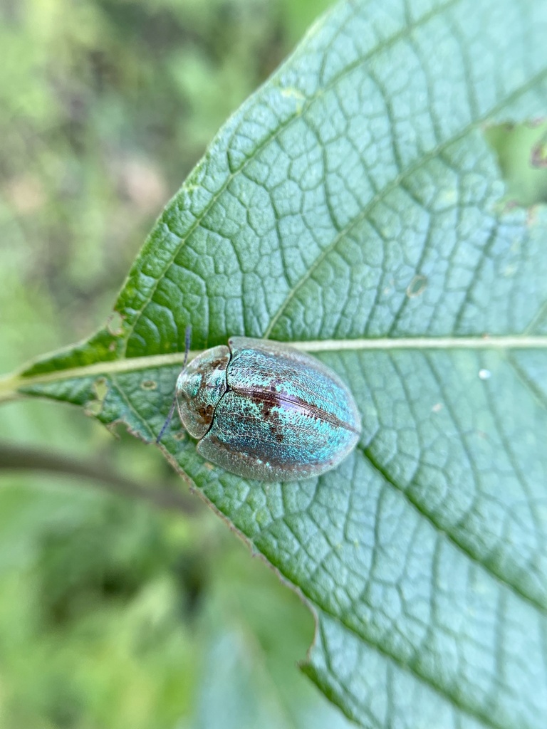 Wild Olive Tortoise Beetle from Coto Brus, Puntarenas, CR on April 12 ...
