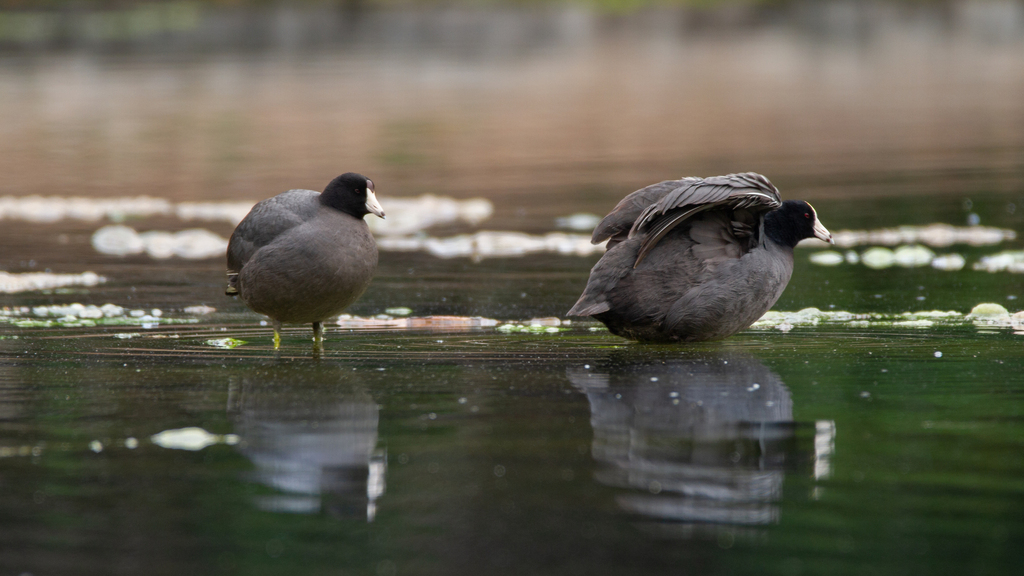 North American Coot from Orange County, CA, USA on April 12, 2023 at 11 ...
