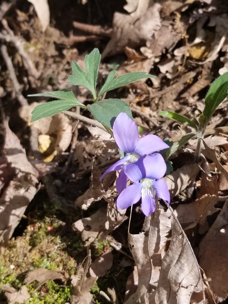 palm violet from Murray, KY 42071, USA on April 12, 2023 at 10:10 AM by ...