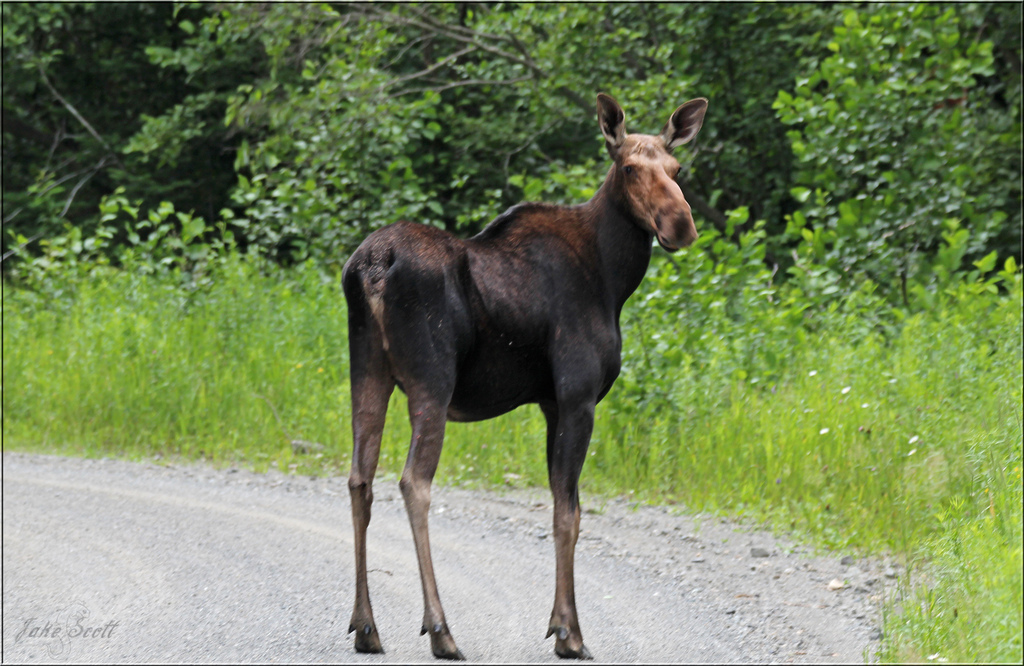 Moose in July 2018 by Jake Scott · iNaturalist