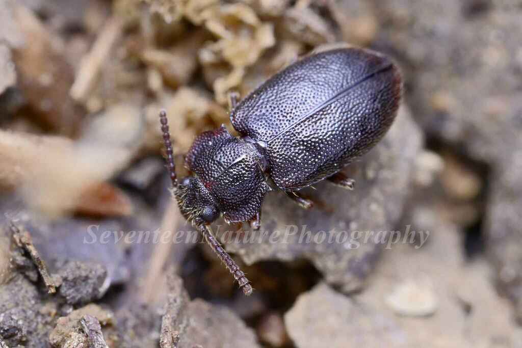 Anaedus mroczkowskii from 中国江苏省南京市玄武区 on April 08, 2023 at 07:56 PM by ...