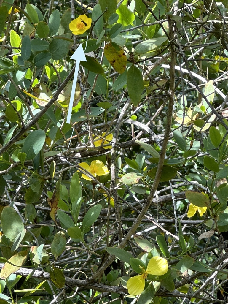 Channel Islands Tree Poppy from Santa Barbara Botanic Garden, Santa ...