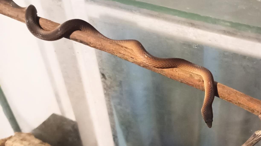 Philippine Shrub Snake from Barobo on April 06, 2023 at 12:33 PM by ...