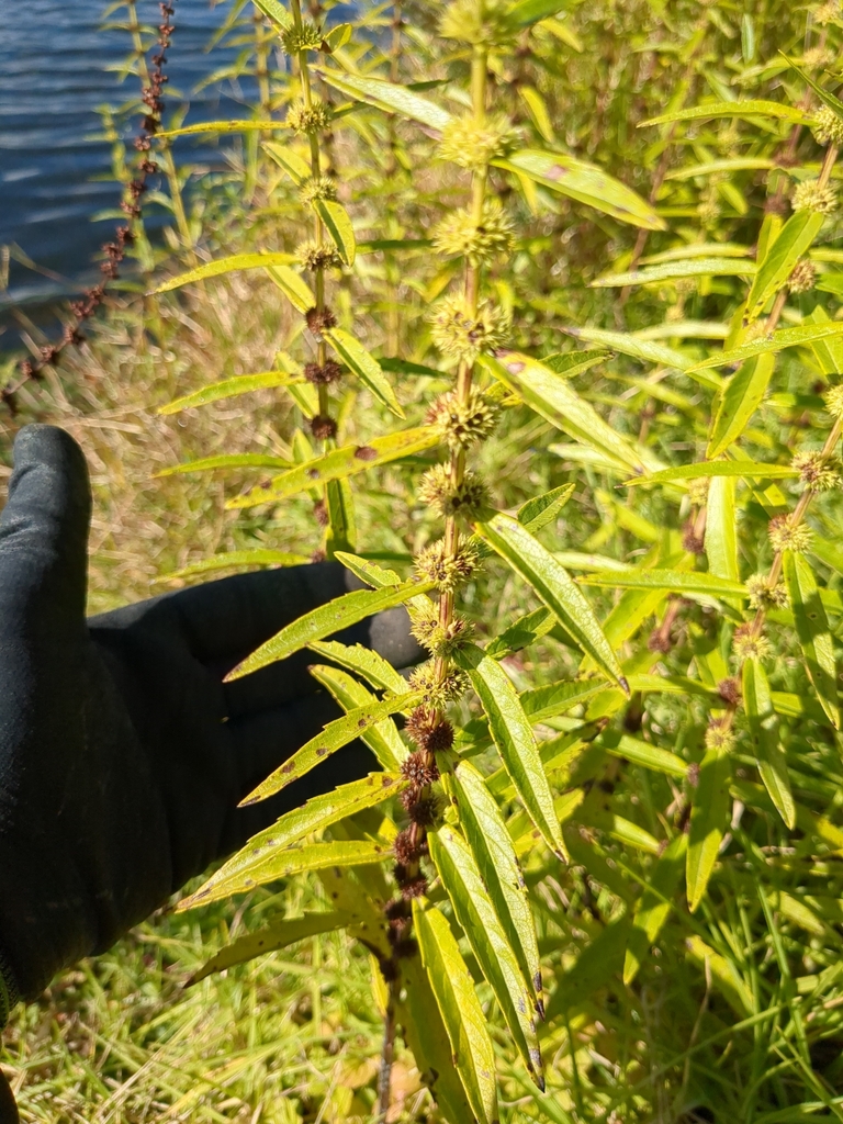 Lycopus australis from Knox - South, AU-VI, AU on April 13, 2023 at 02: ...