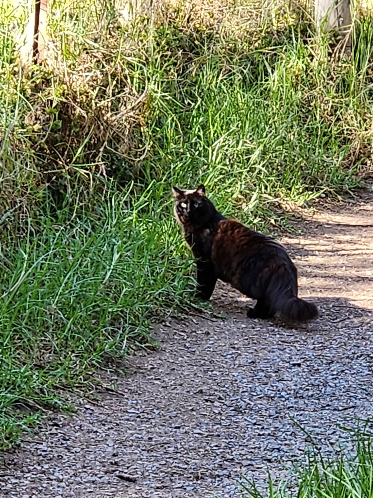 Domestic Cat from Frankston South VIC 3199, Australia on April 13, 2023 ...