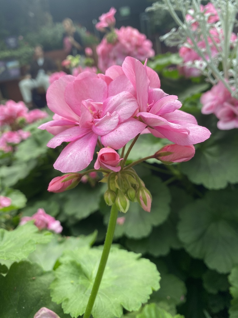 Geranium family from Gardens by the Bay, SG on April 09, 2023 at 05:24 ...