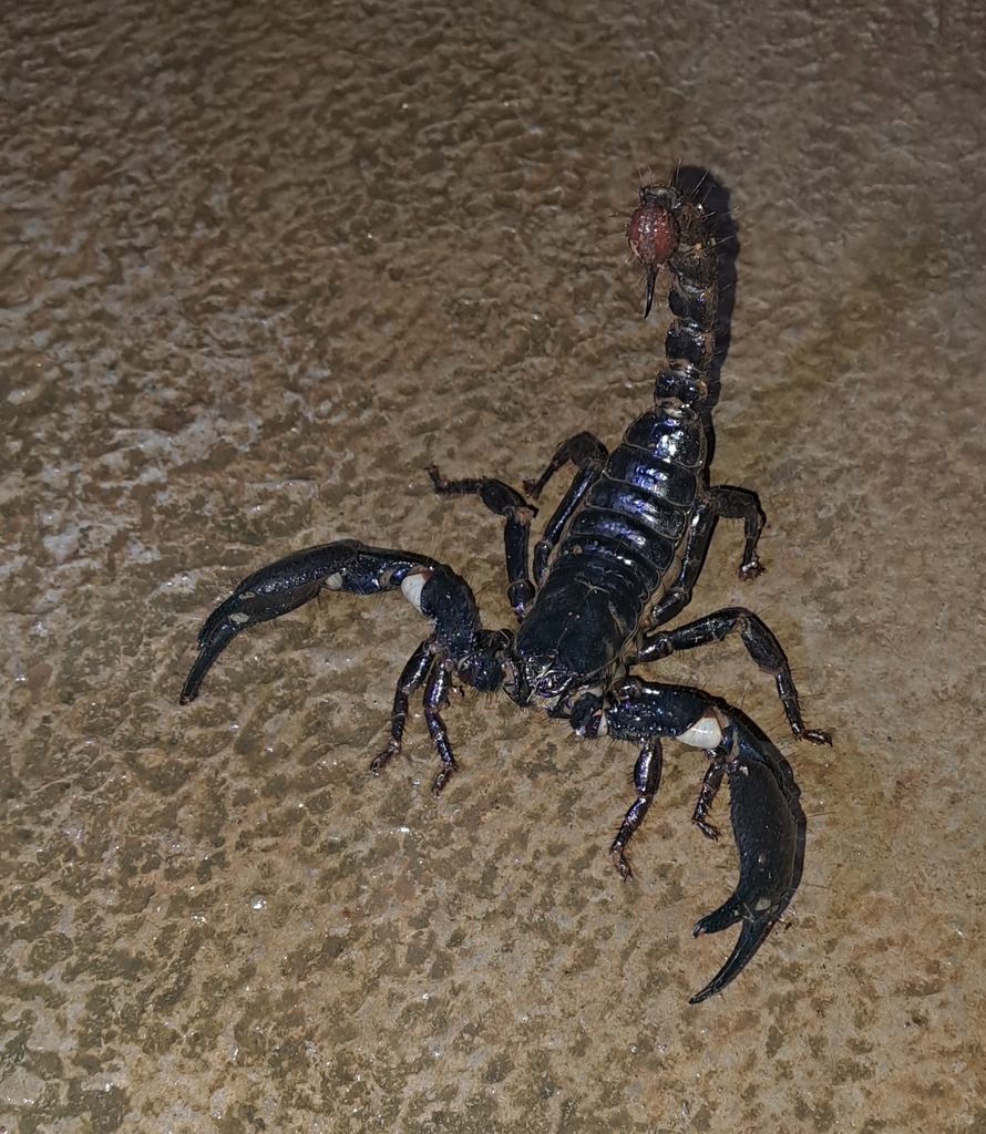 Asian Blue Forest Scorpion from CPVC+9R6, Babakan, Dramaga, Bogor ...