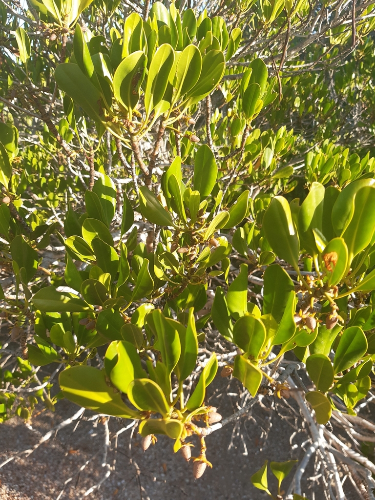 yellow mangroves from The Percy Group QLD 4707, Australia on April 13 ...