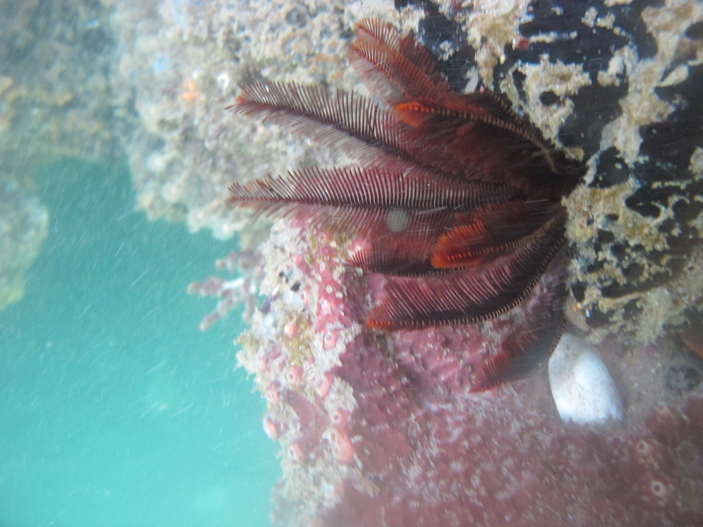 elegant feather star from Treasure Beach, Bluff, 4052, South Africa on ...