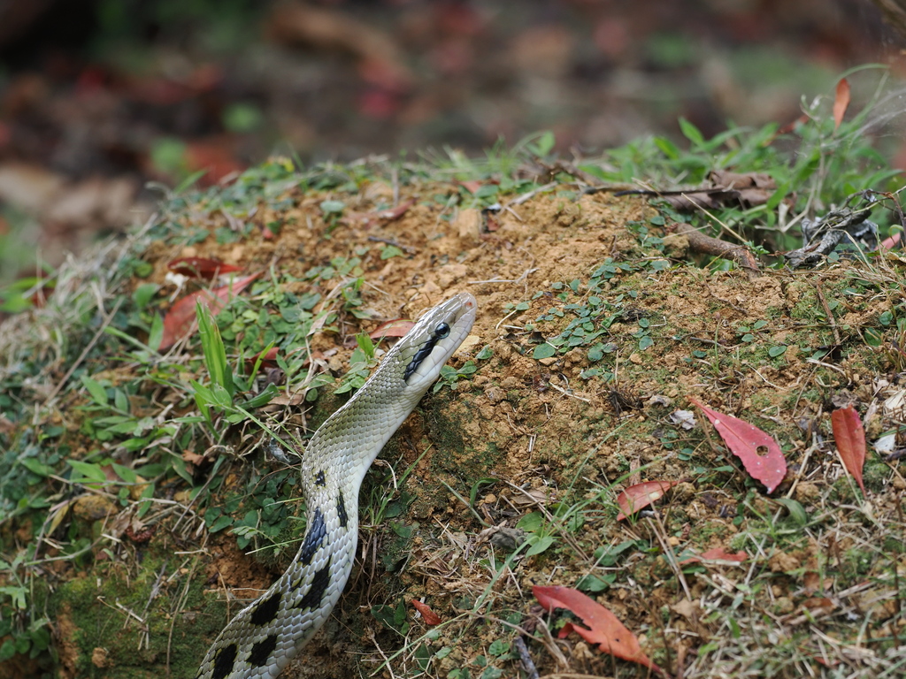 Taiwan Beauty Snake in April 2023 by S Dowell · iNaturalist