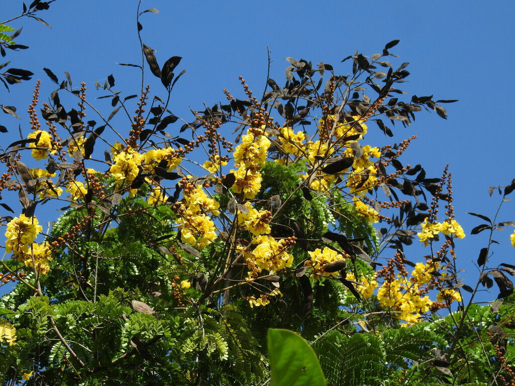 Yellow Flame Tree from Padmavathipuram, Tirupati, Andhra Pradesh 517501 ...
