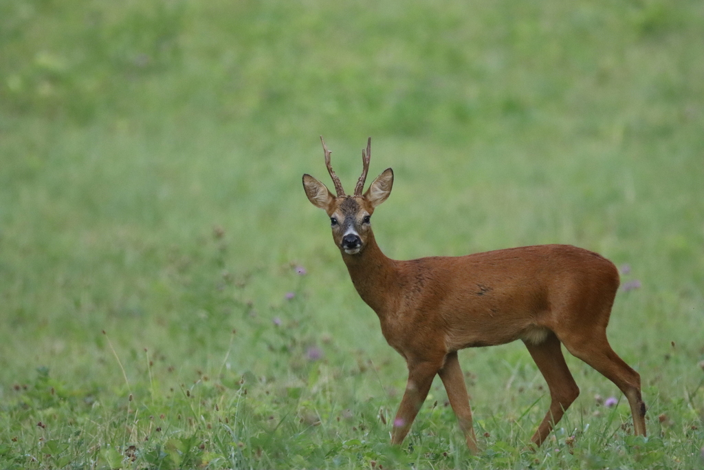 Western Roe Deer from 21460 Corrombles, France on August 15, 2022 at 07 ...