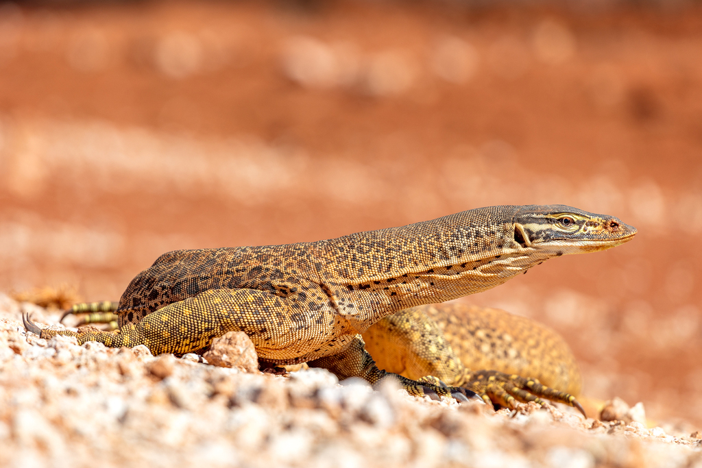 Western Argus Monitor from Paynesville WA 6638, Australia on October 30 ...