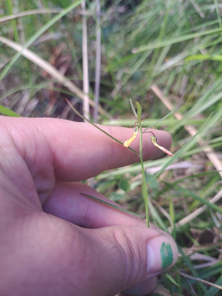 spade flower from The Gap NSW 2472, Australia on April 13, 2023 at 01: ...