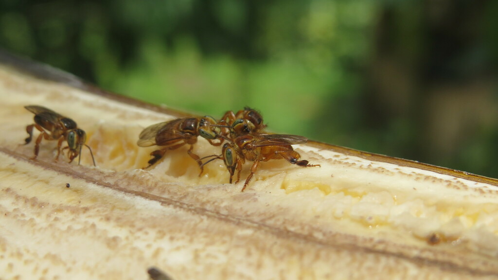 Partamona from Metropolitan District of Quito, Ecuador on March 15 ...