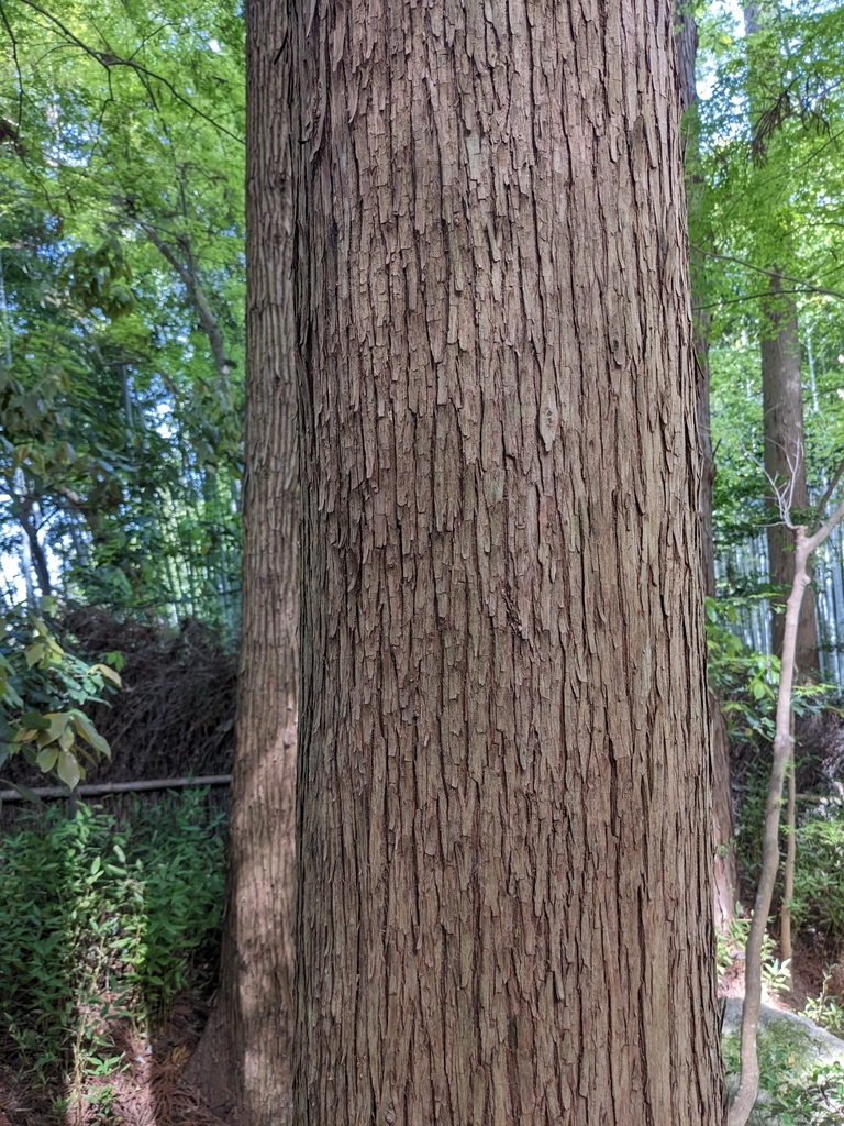 sugi from Bamboo Forest, 8-5 Sagaogurayama Tabuchiyamachō, Ukyo Ward ...