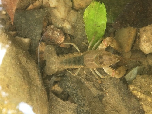 Detrital Crayfish (Faxonius alluvius) · iNaturalist