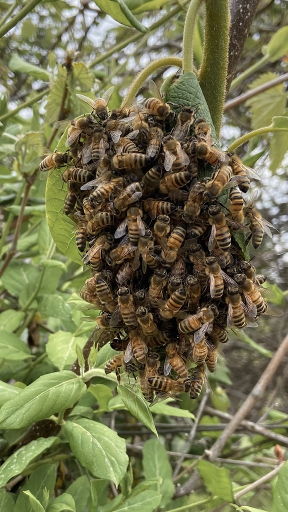 Ligurian Honey Bee from Strada Vicinale Pioi, Rivoli, Piemonte, IT on ...