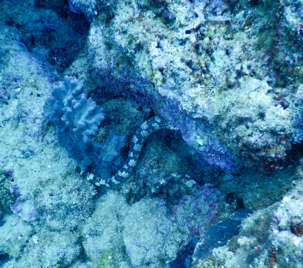 Ijima's Sea Snake from Mizugama, Okinawa, JP on April 13, 2023 at 10:04 ...