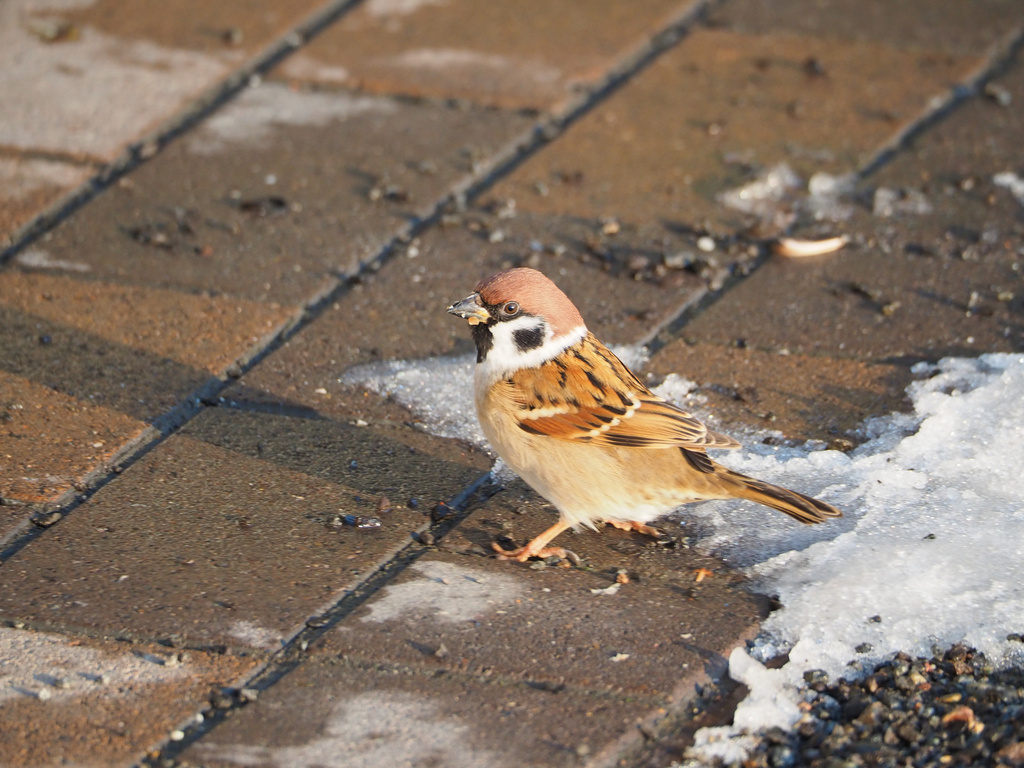 Eurasian Tree Sparrow from Asahiyama Zoo, Asahikawa, Hokkaido, JP on ...