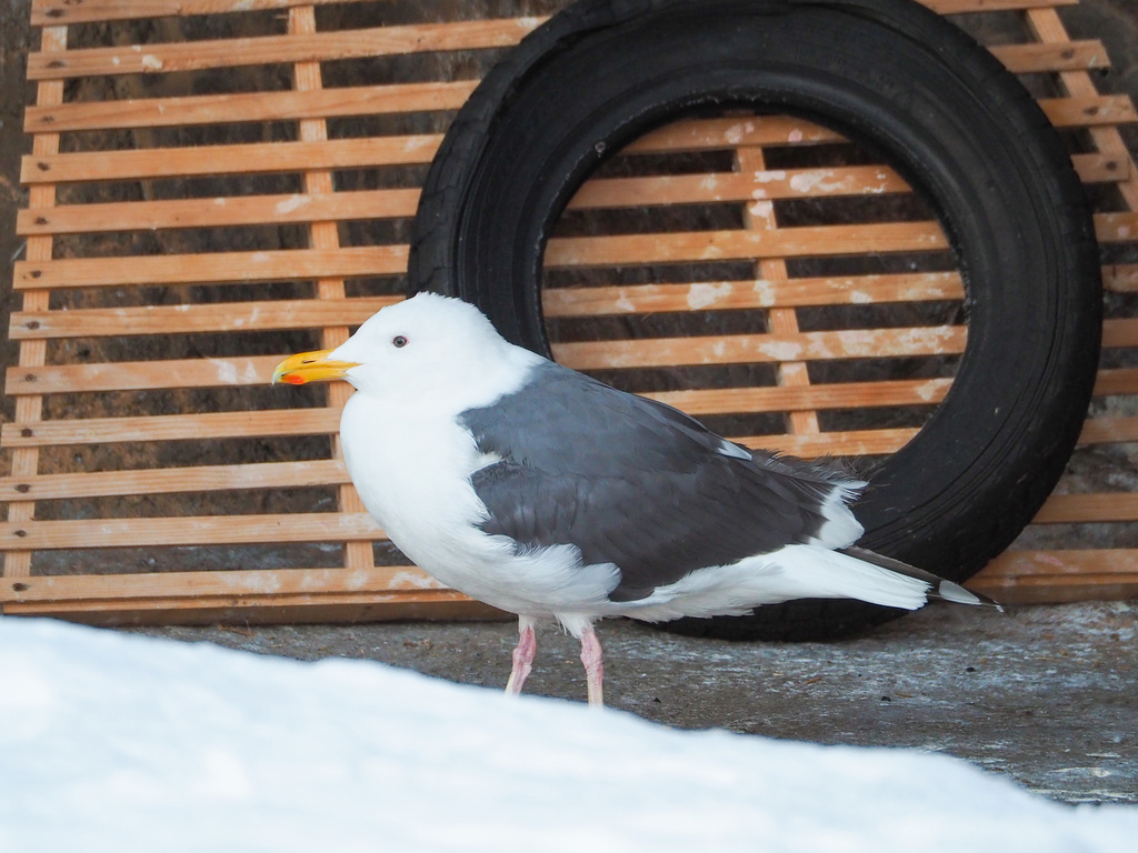 Slaty-backed Gull from Asahiyama Zoo, Asahikawa, Hokkaido, JP on ...