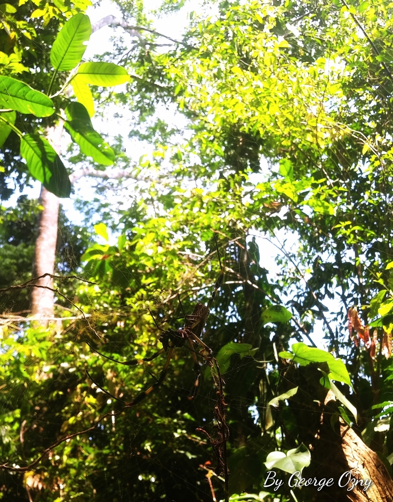 Golden Silk Spider from La Ceiba, Honduras on April 09, 2023 at 03:19 ...