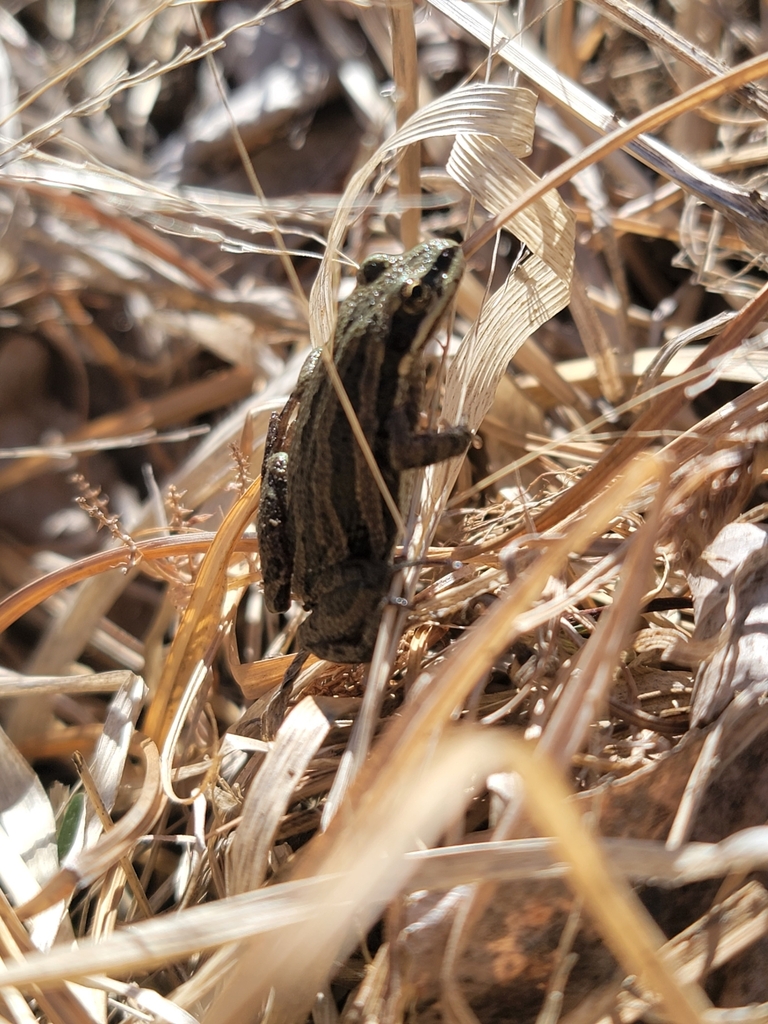 Boreal Chorus Frog from Montgomery County, US-IA, US on April 13, 2023 ...