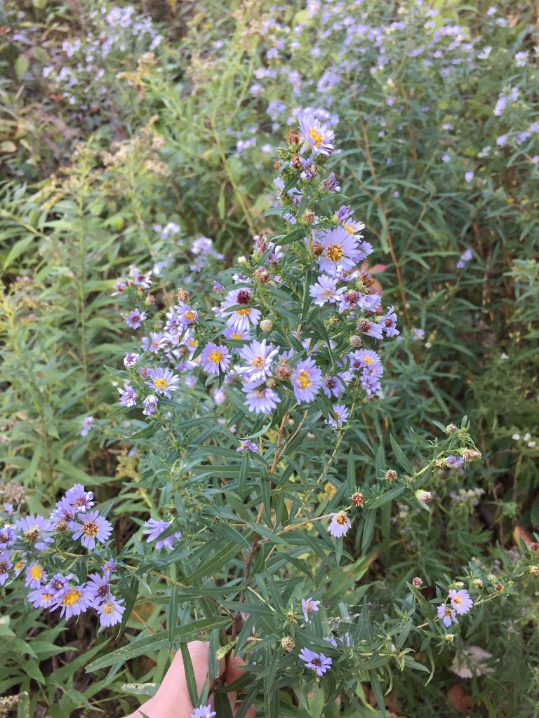 willowleaf aster from South Cameron Woodlot, Windsor, ON, CA on October ...