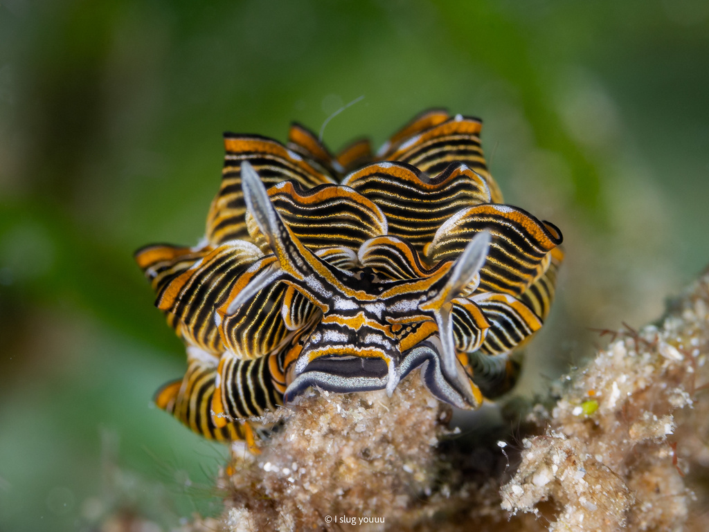 Tiger Butterfly Sea Slug from Romblon Harbor, Mimaropa, PH on April 13 ...