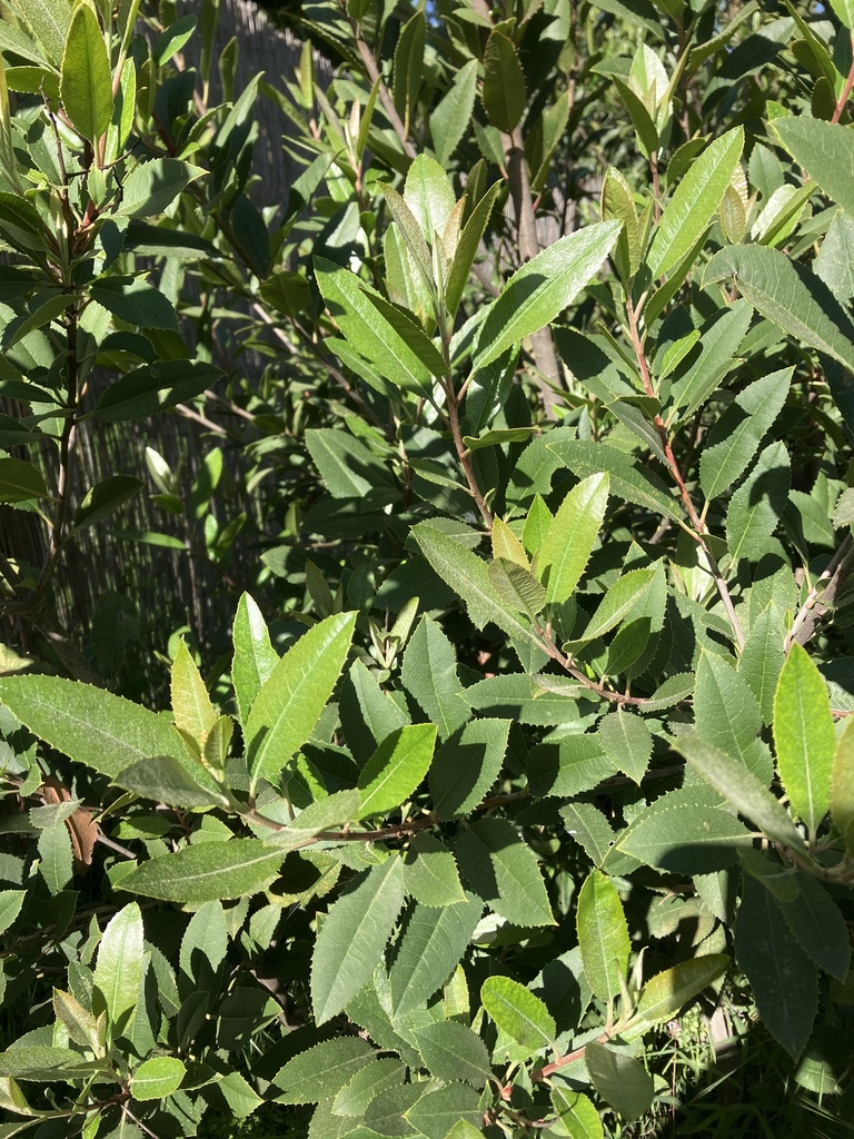 Toyon from Happy Hollow Park & Zoo, San Jose, CA, US on April 13, 2023 ...