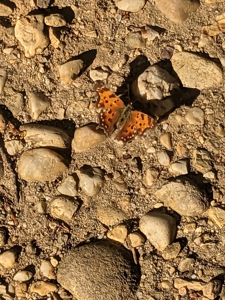 Eastern Comma from VWXP+H5 Roosevelt lsland Park, Washington, DC 20007 ...