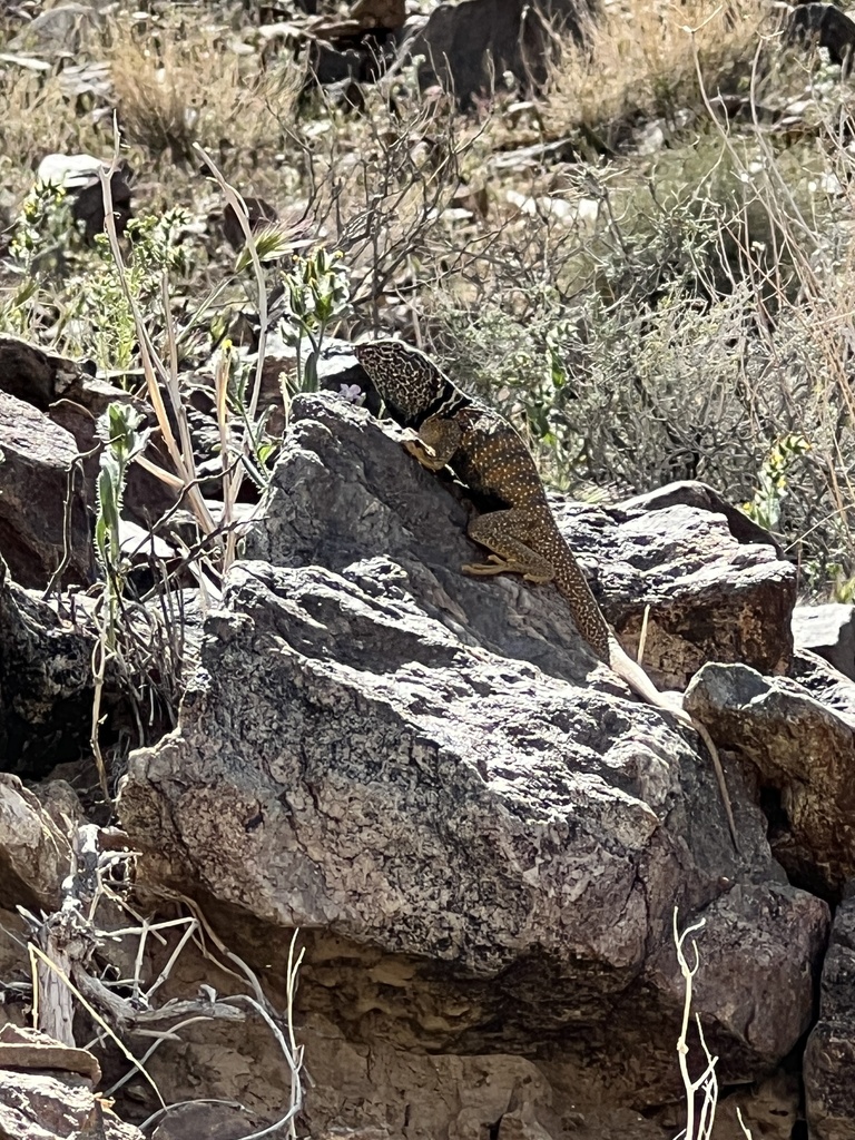 Desert Collared Lizard from Joshua Tree National Park, Desert Hot ...