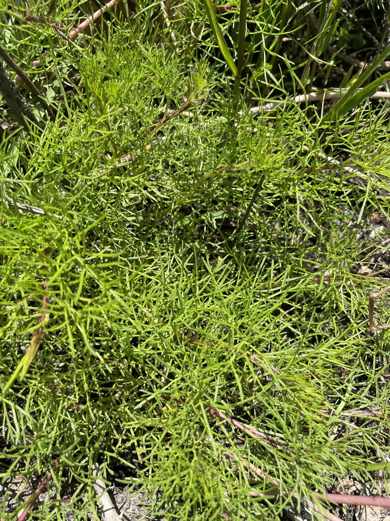 false fennel from Labelle, FL, US on April 13, 2023 at 01:04 PM by ...